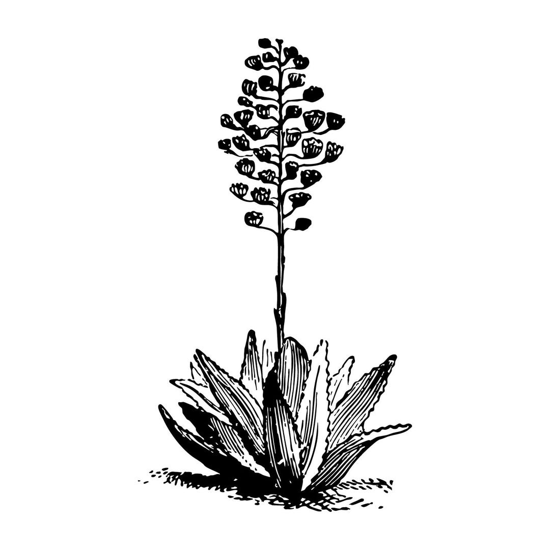 Agave Plant Vector Graphic - Jpg Eps Svg Png - Illustration - Etching ...