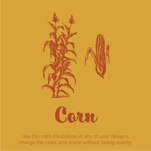 Corn Vector Graphic: Vintage Etching Style Illustration (PNG, EPS, JPG ...