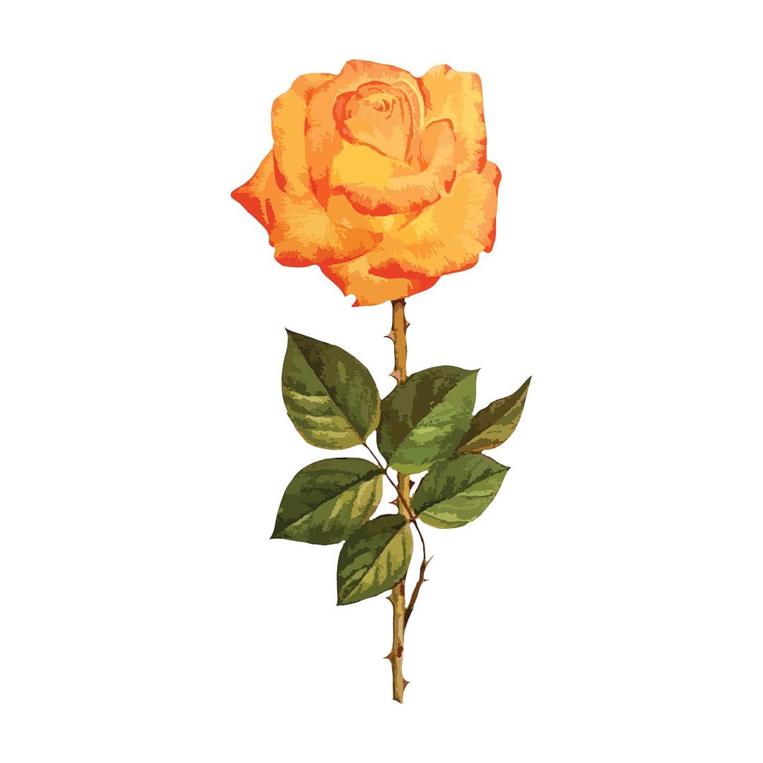 Yellow Rose PNG EPS and SVG Vector Graphic - Illustration - Etching ...