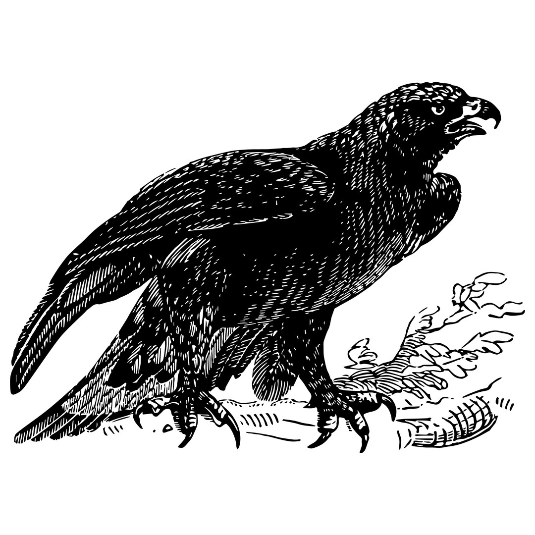 Eagle Eps/vector Graphic - Woodcut Style Art - Vintage & Antique Look ...