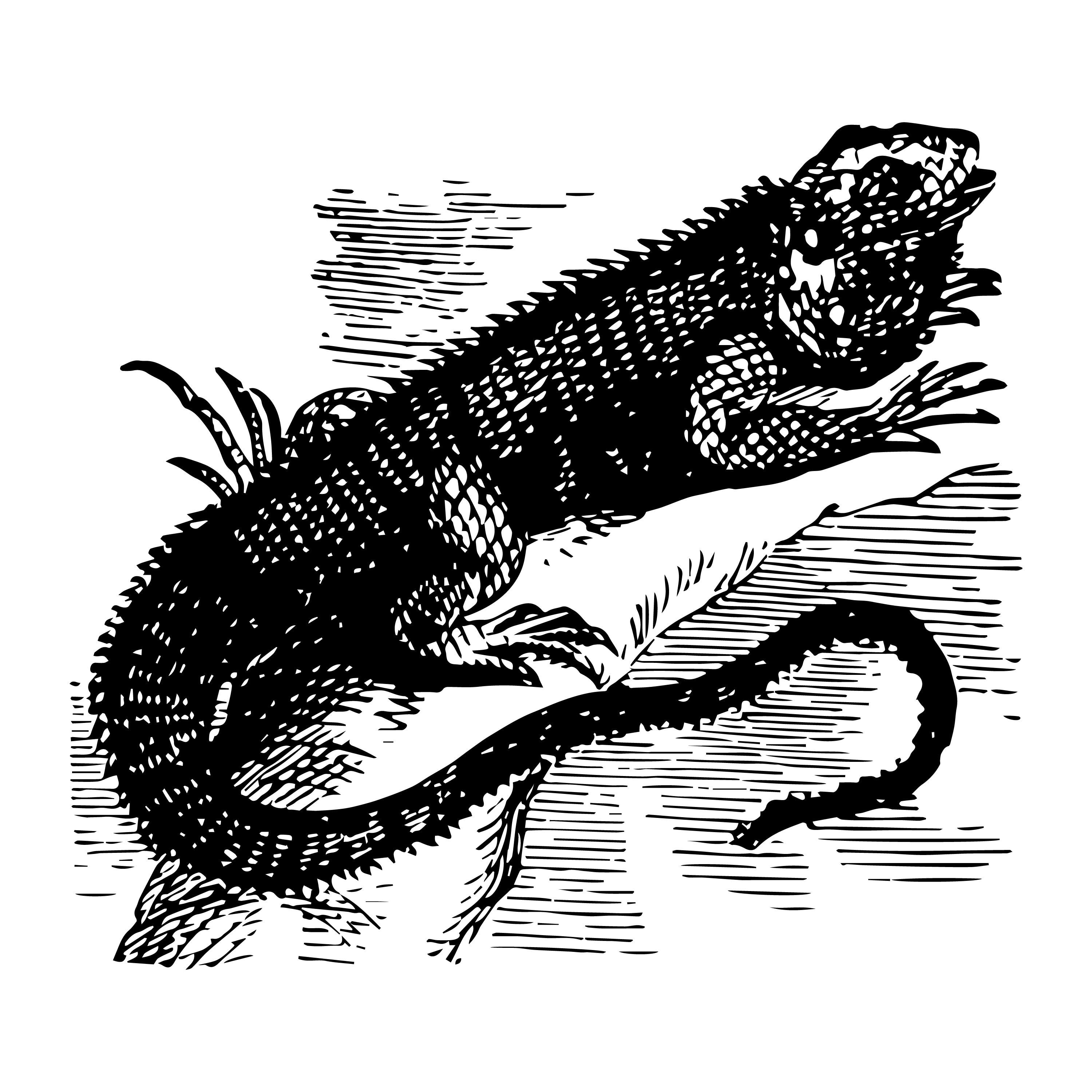Iguana JPG EPS Vector Graphic - Illustration - Etching Style Art ...