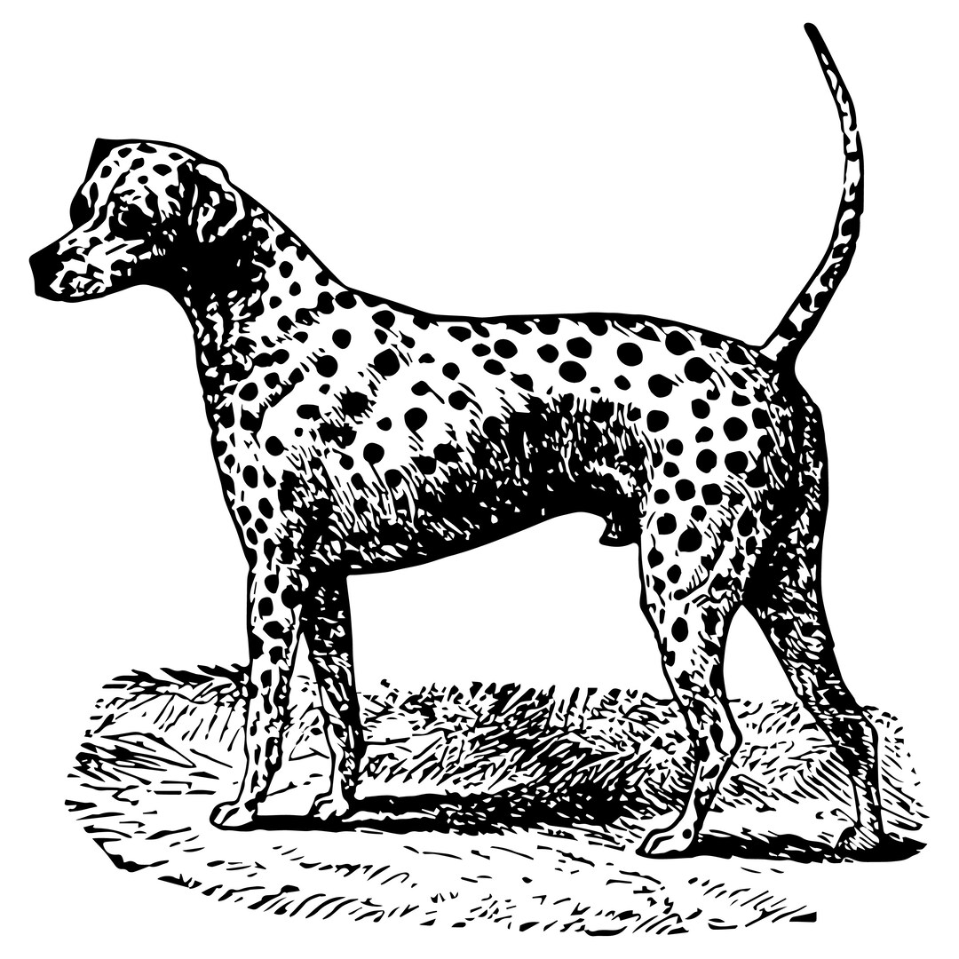Dalmatian Dog Eps/vector Graphic - Woodcut Style Art - Vintage ...