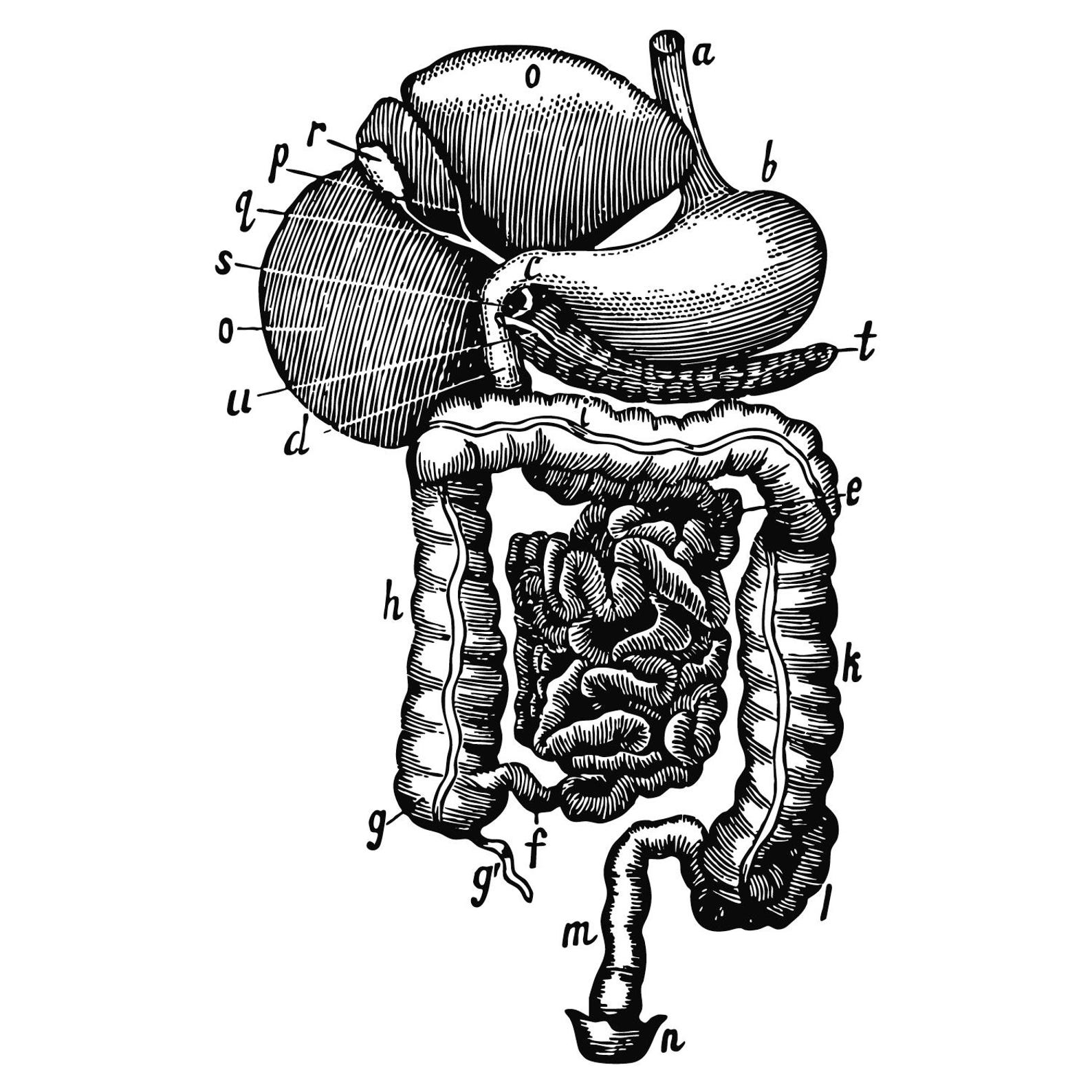 Anatomical Digestive System Vector Graphic - Jpg Eps Svg Png ...