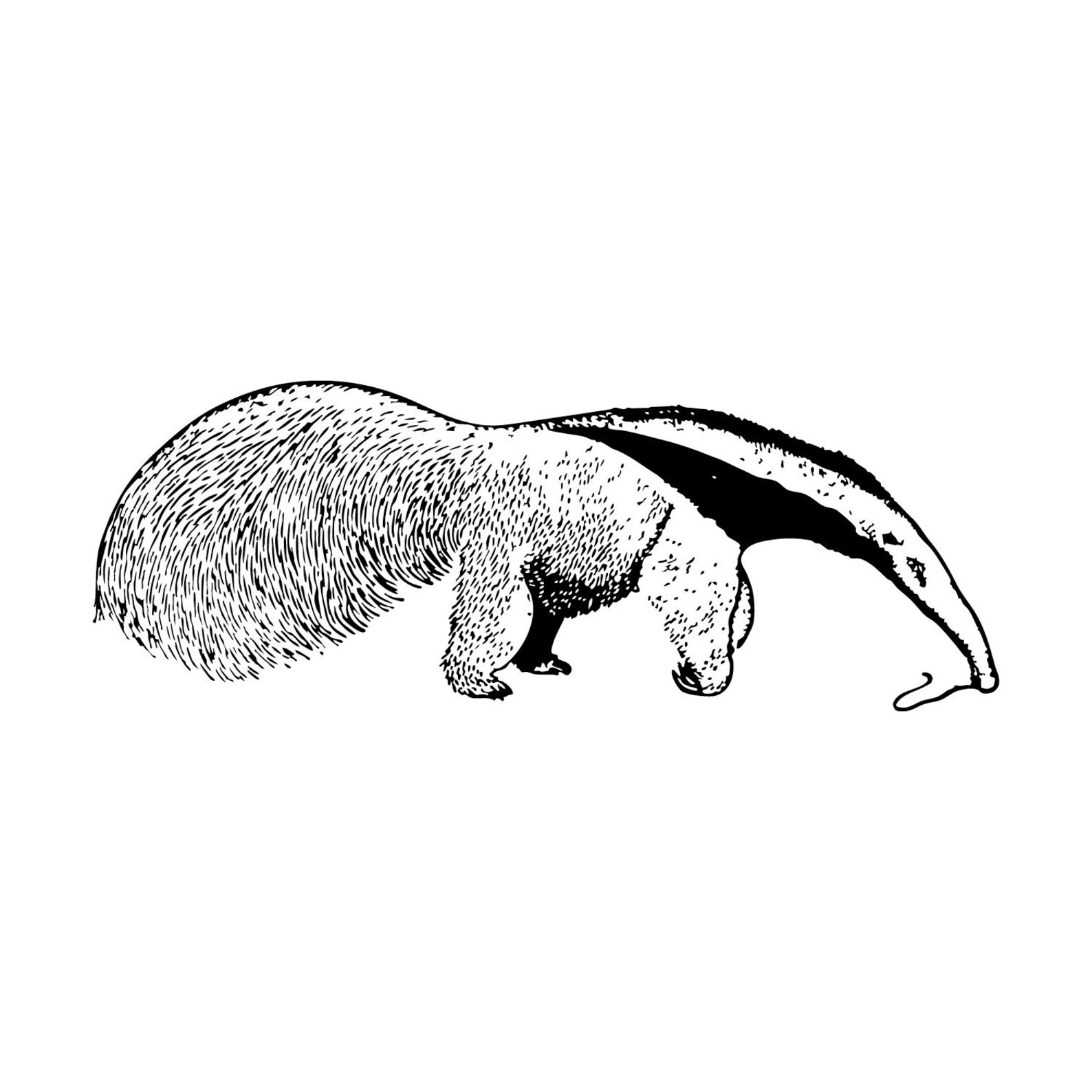 Anteater Vector Graphic: Vintage Etching Style Illustration (digital ...
