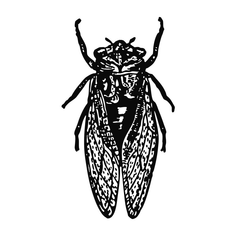 Cicada Vector Graphic - Jpg Eps Svg Png - Illustration - Etching Style ...