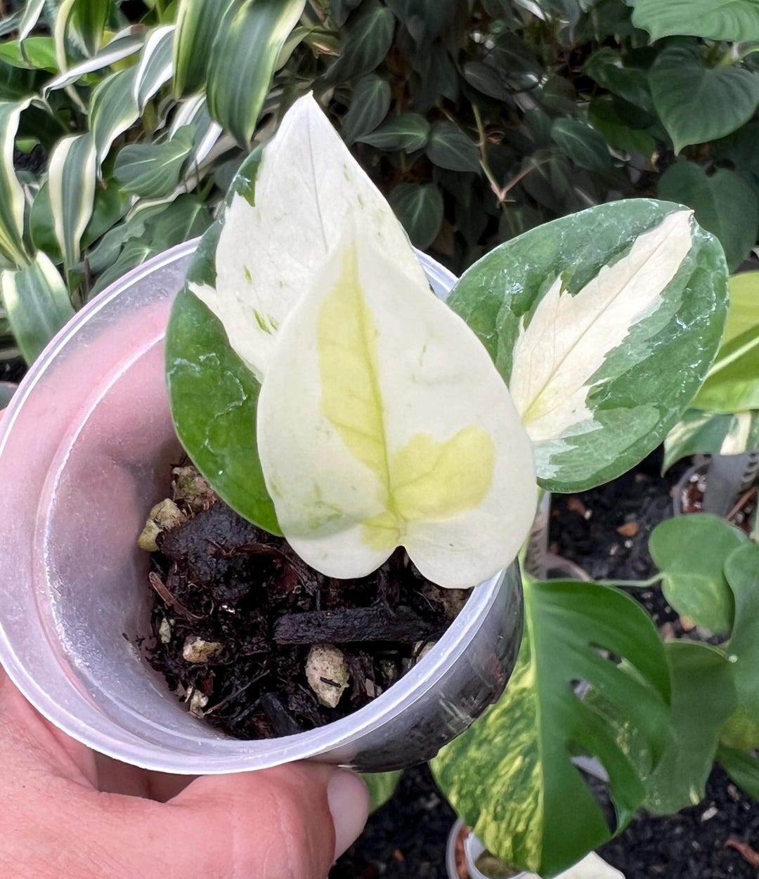 Epipremnum Aureum japanese Global Pothos Fully Rooted Extremely Rare ...