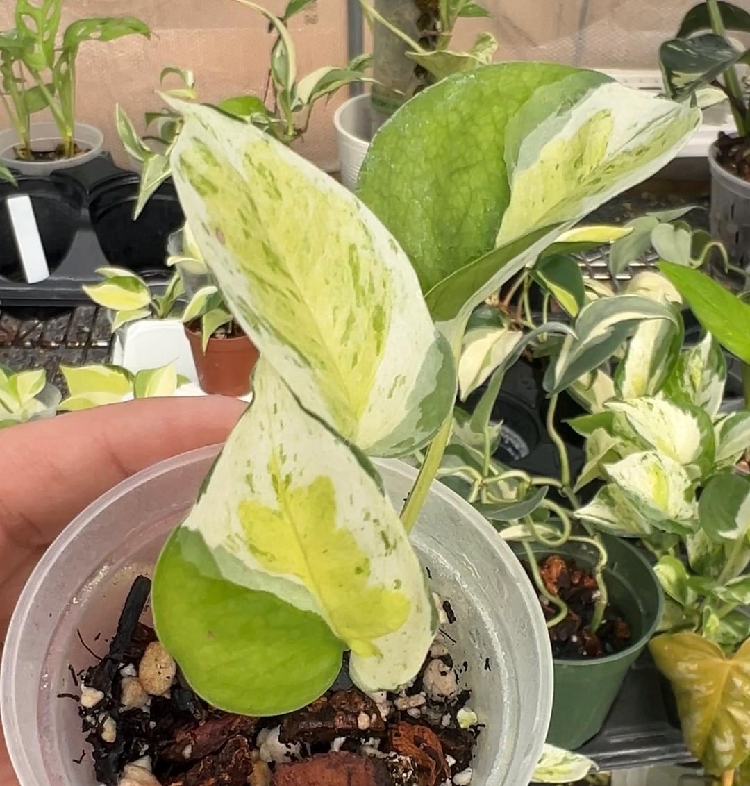 Epipremnum Aureum japanese Global Pothos Fully Rooted Extremely Rare ...