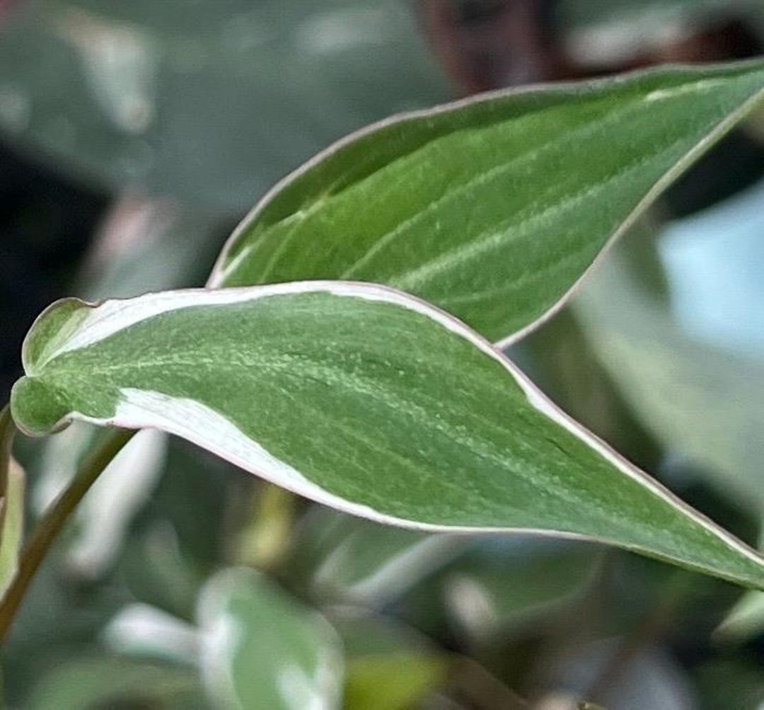 Variegated Philodendron Micans Albo Halo - Etsy