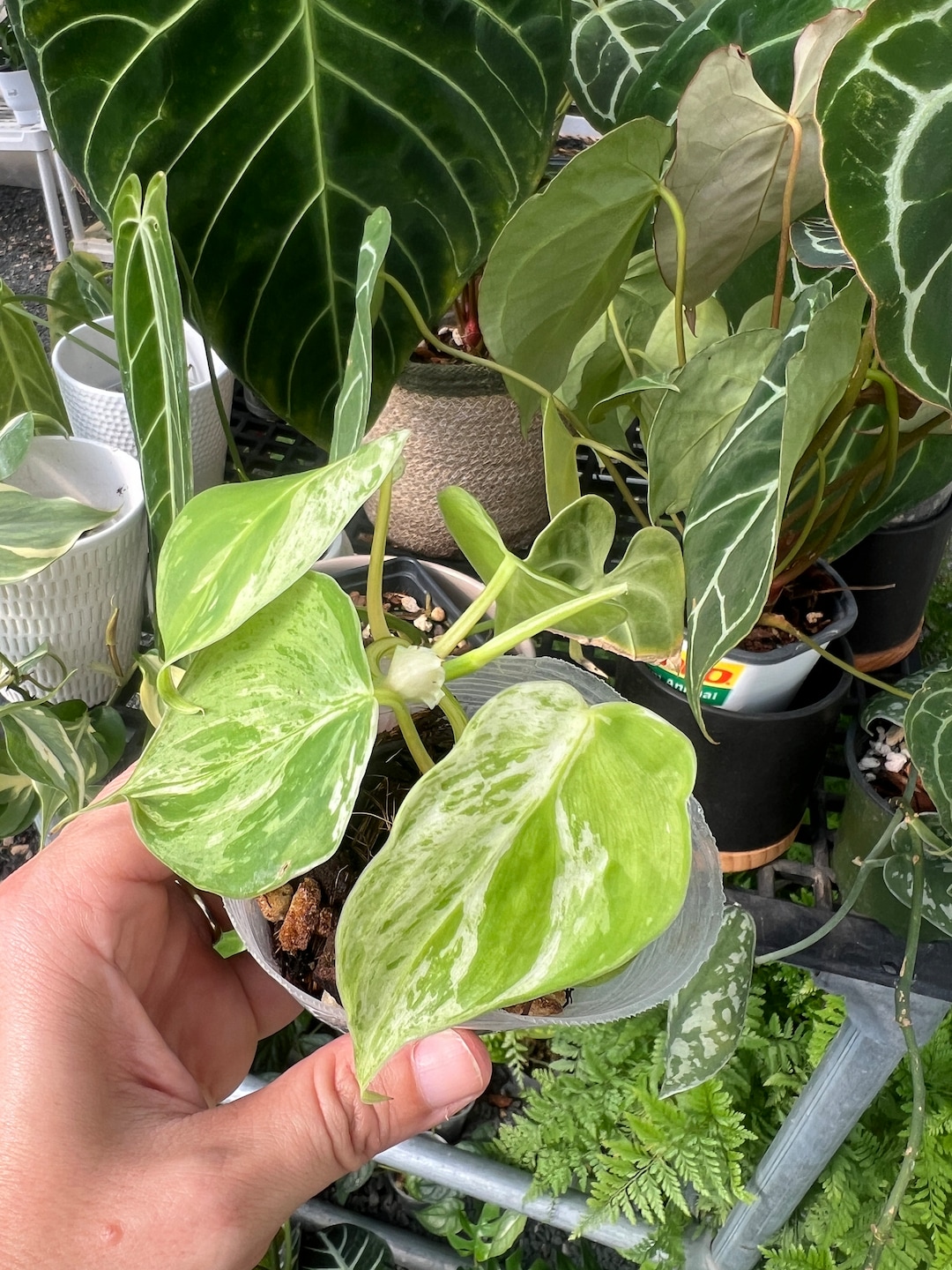 Variegated Heartleaf Philodendron Philodendron Hederaceum Variegated - Etsy