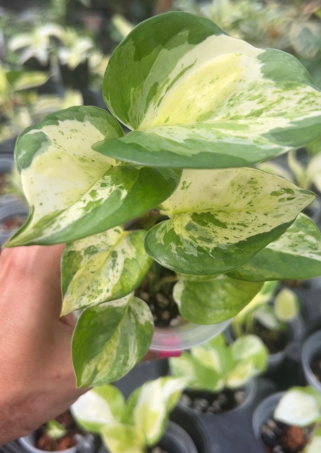 Epipremnum Aureum japanese Global Pothos Fully Rooted Extremely Rare ...