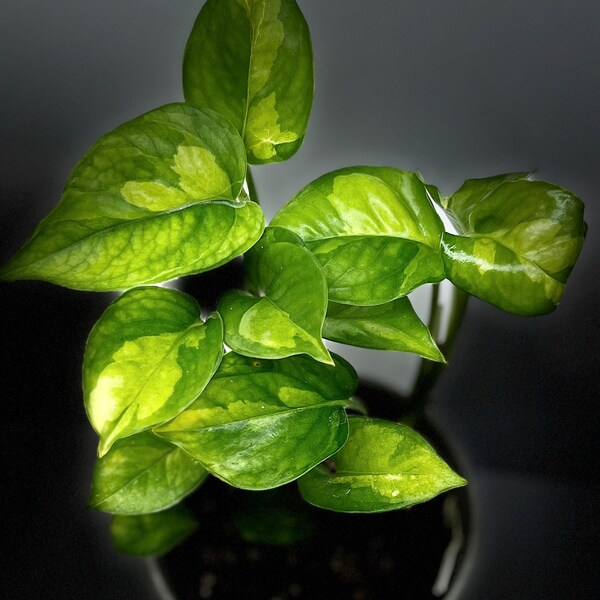 Pothos - Etsy