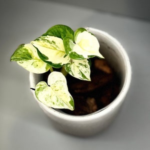 Epipremnum Aureum japanese Global Pothos Fully Rooted - Etsy