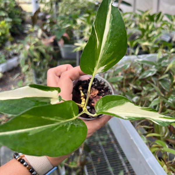 Harlequin Pothos - Etsy