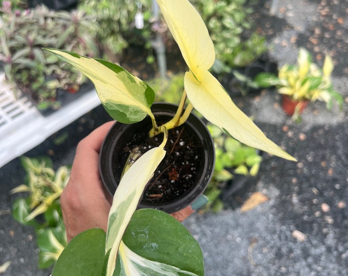 Mutant Manjula Pothos Extremely Rare Highly Variegated 1 Stem Harlequin ...