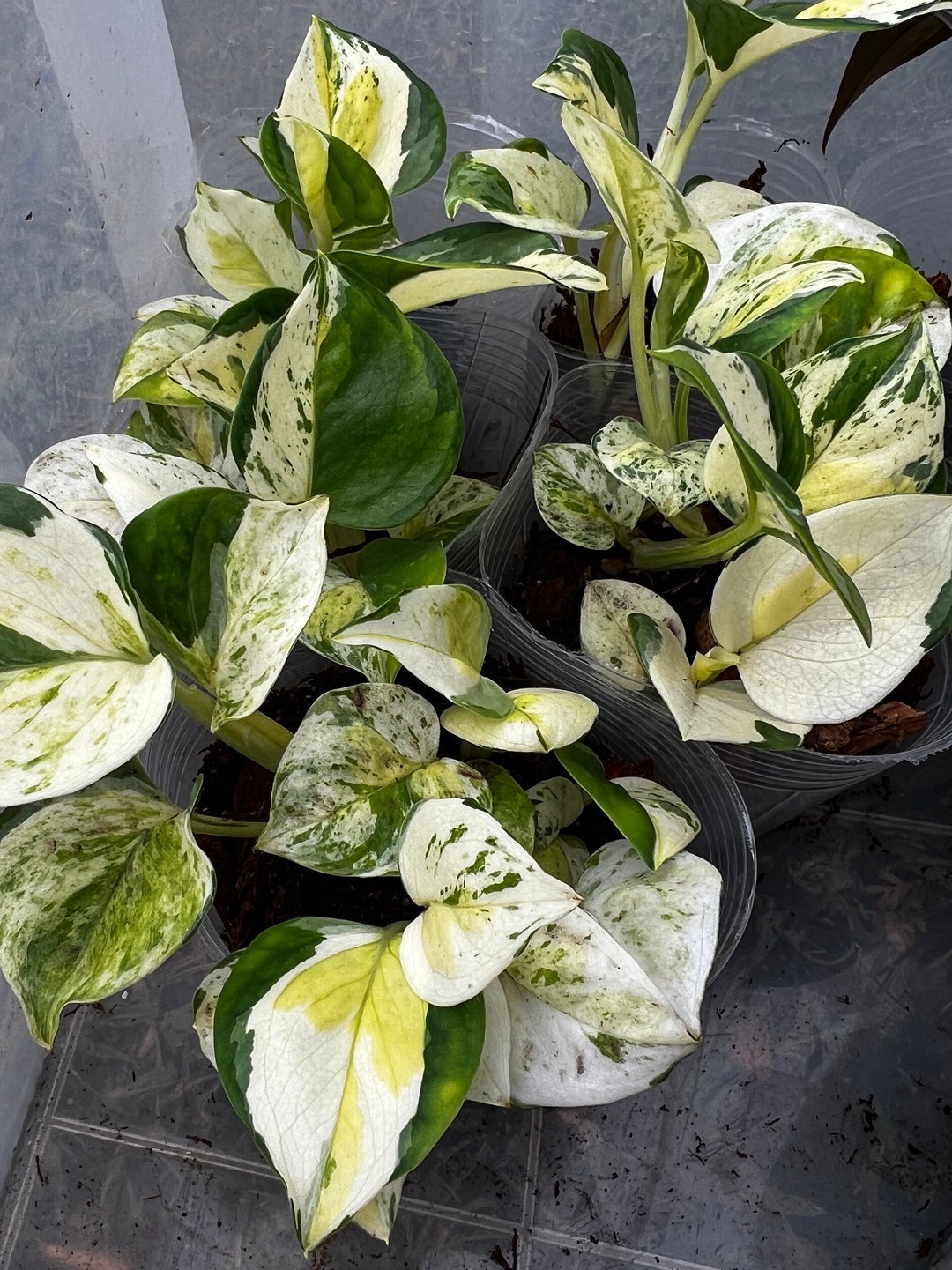 Epipremnum Aureum japanese Global Pothos Fully Rooted Extremely Rare ...