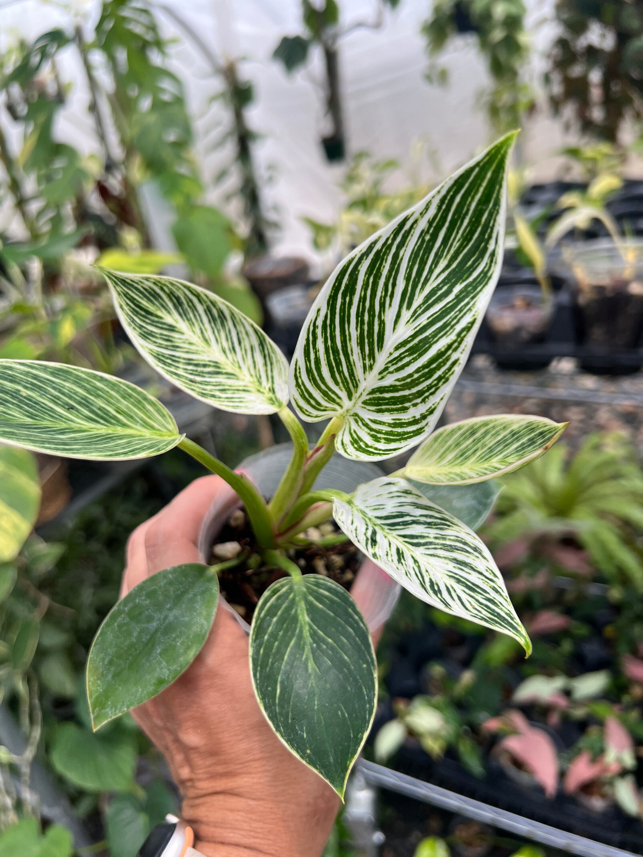 Philodendron Birkin Plant | Philodendron Birkin | House Plant