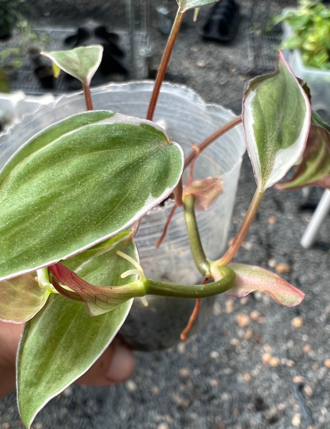 Variegated Philodendron Micans Albo Halo - Etsy