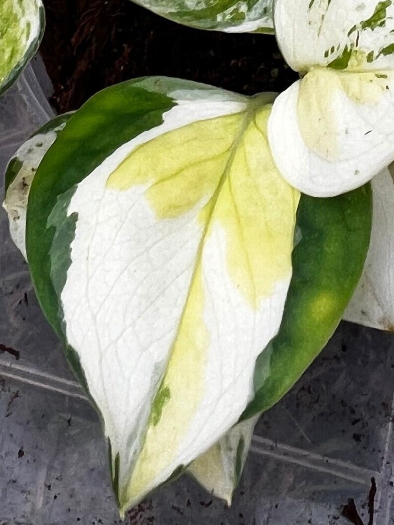 Epipremnum Aureum japanese Global Pothos Fully Rooted - Etsy UK