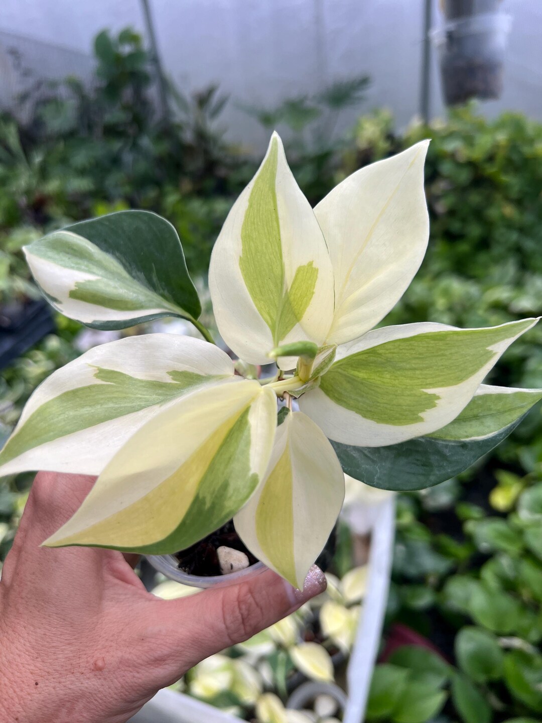 Philodendron Gabby- Highly Variegated - Etsy