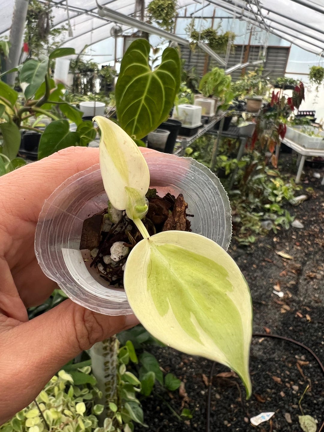 Rare Philodendron Gabby- Highly Variegated - Etsy