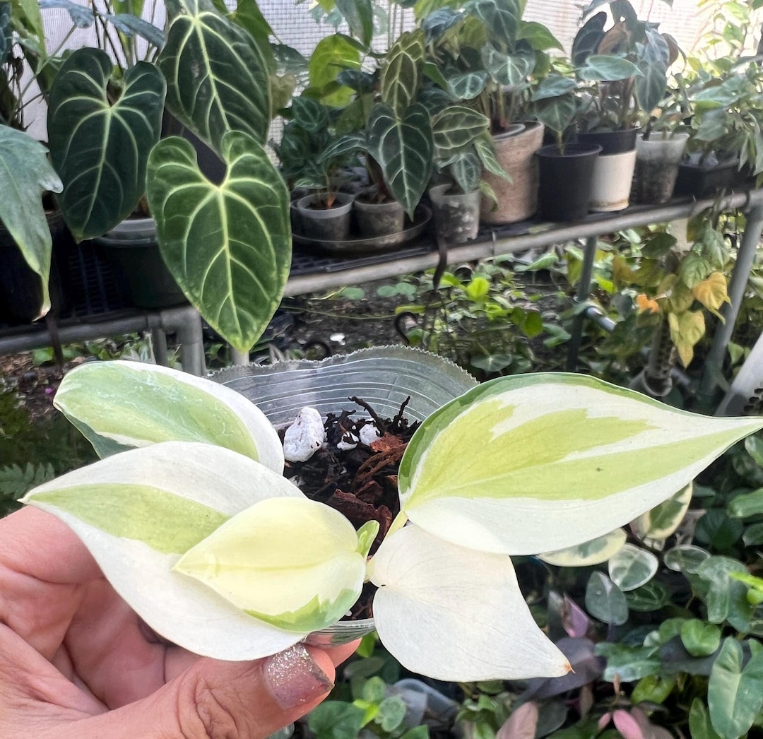 Philodendron Gabby- Highly Variegated - Etsy