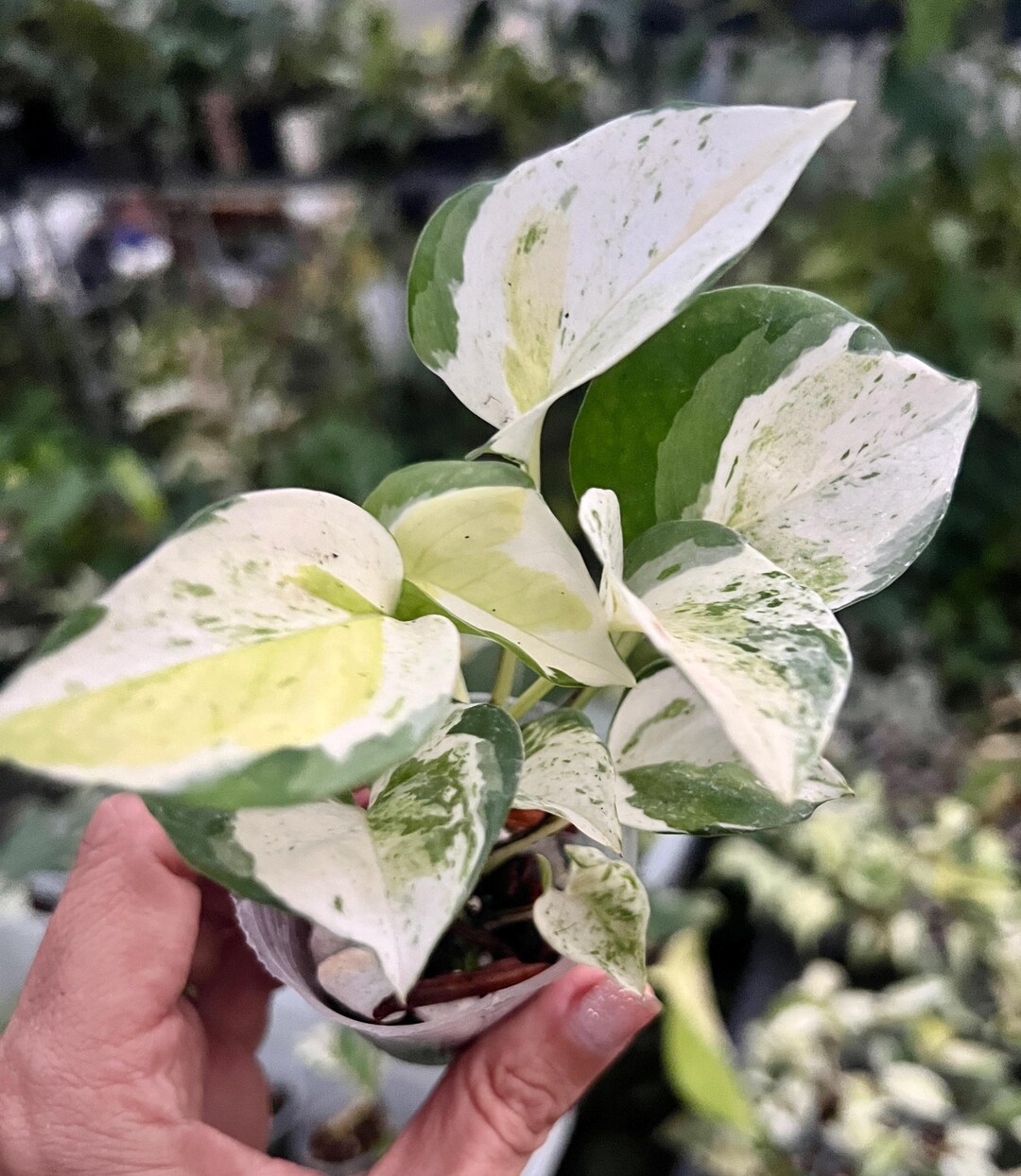 Epipremnum Aureum ‘japanese Global Pothos’ Fully Rooted Extremely Rare ...