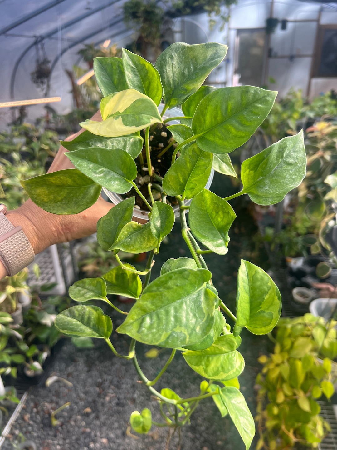 Trailing Lemon Meringue Pothos Fully Rooted Rare Pothos - Etsy