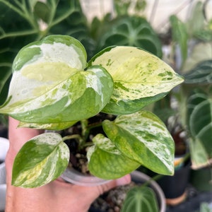 Epipremnum Aureum japanese Global Pothos Fully Rooted Extremely Rare ...