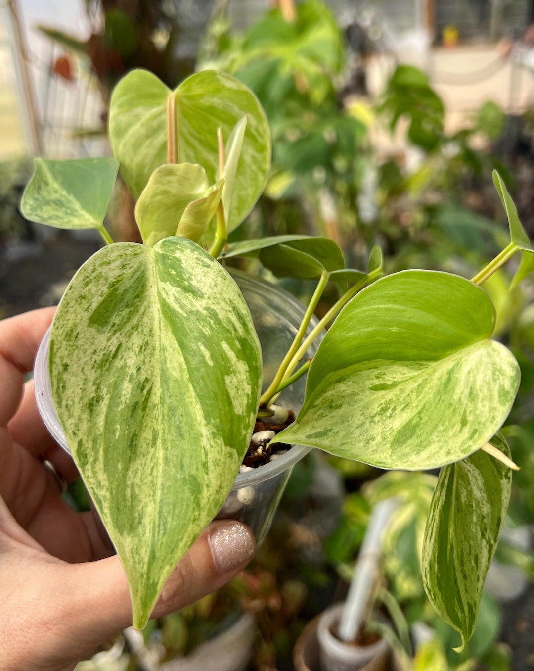 Variegated Heartleaf Philodendron | Philodendron Hederaceum Variegated ...