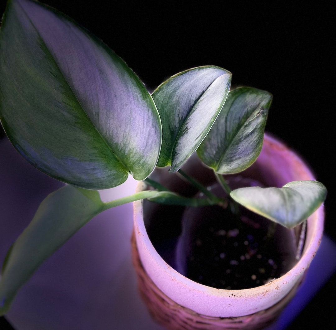 Scindapsus Moonlight - Etsy