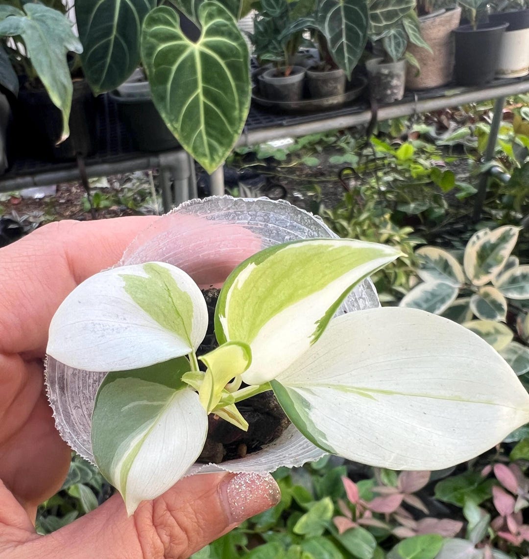 Philodendron Gabby- Highly Variegated - Etsy