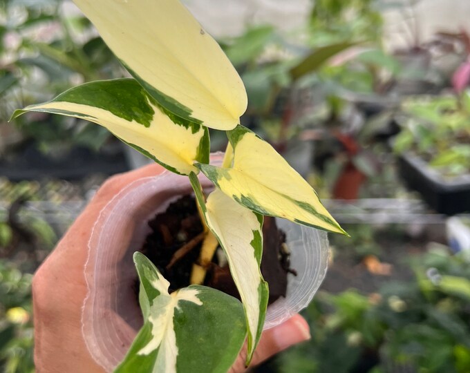Mutant Manjula Pothos Extremely Rare Highly Variegated 1 Stem Harlequin ...