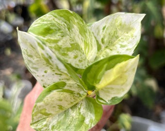 Epipremnum Aureum ‘japanese Global Pothos’ Fully Rooted Extremely Rare ...