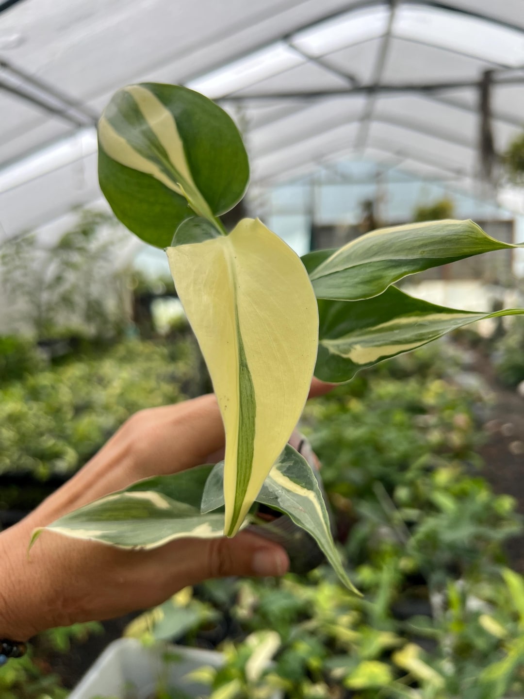 Philodendron Rio Highly Variegated - 3 Active Growth Points - Etsy
