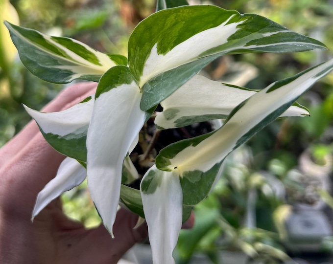 Mutant Manjula Pothos Extremely Rare Highly Variegated Harlequin ...