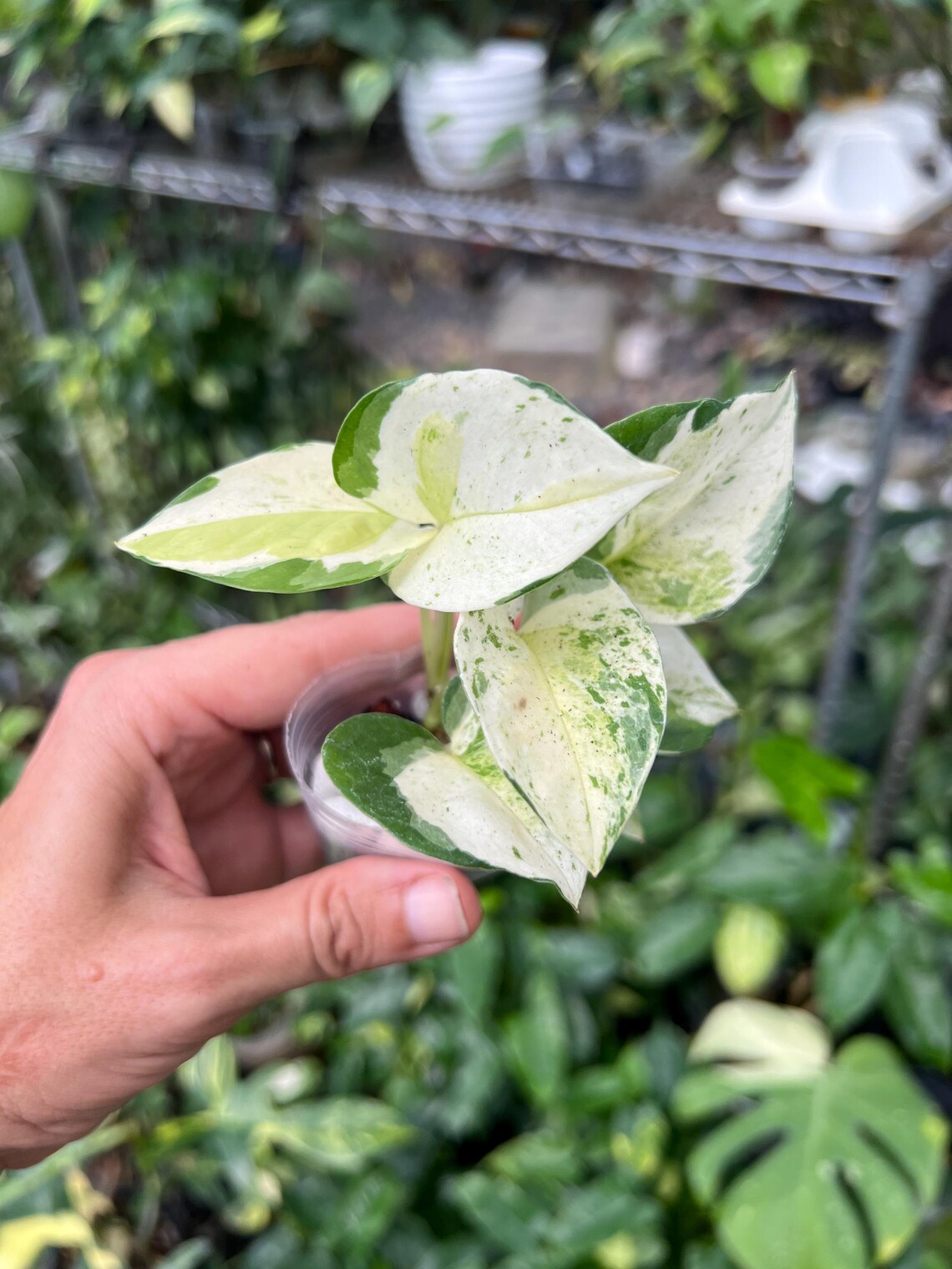 Epipremnum Aureum ‘japanese Global Pothos’ Fully Rooted Extremely Rare ...