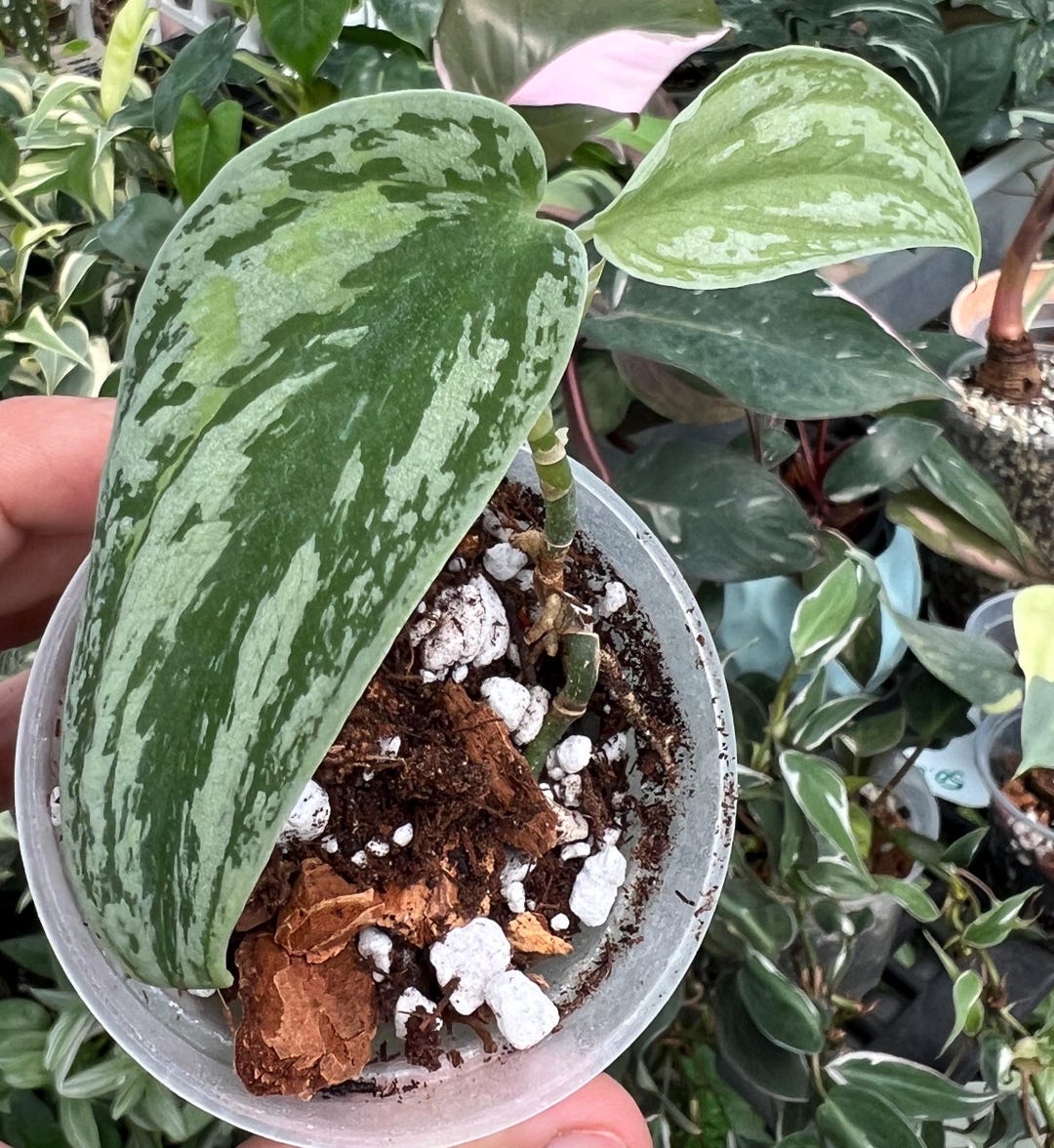 Scindapsus Tri Color - Etsy