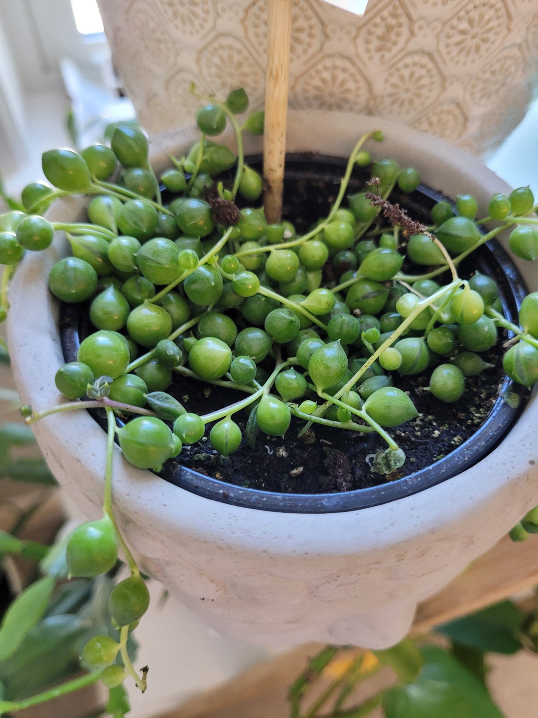 String of Pearls, Curio Rowleyanus, Live, Houseplant, - Etsy