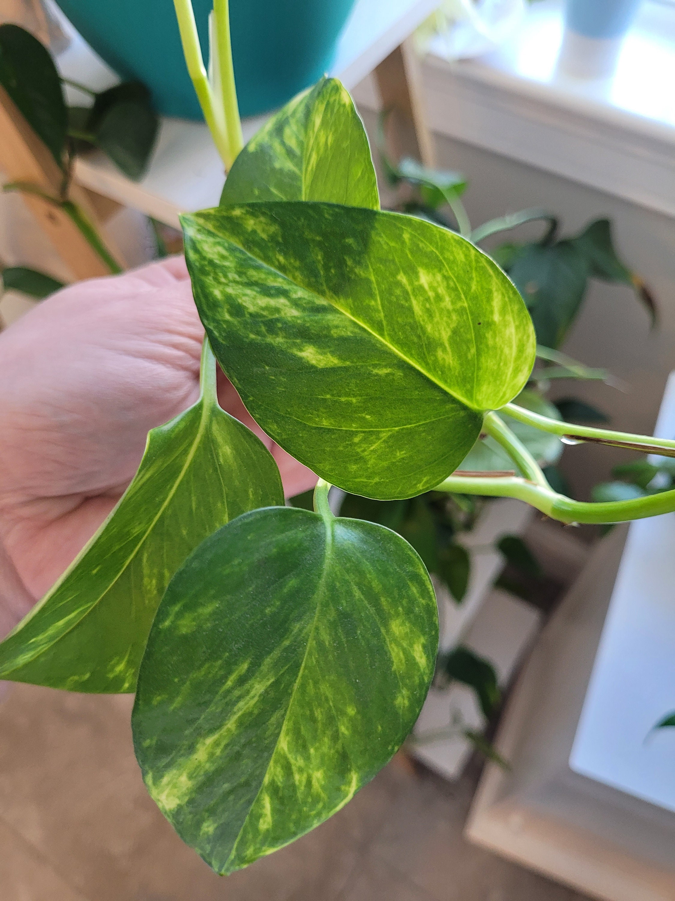 Golden Potho, Epipremnum Aureum, Pothos, Houseplant, Live Plant - Etsy