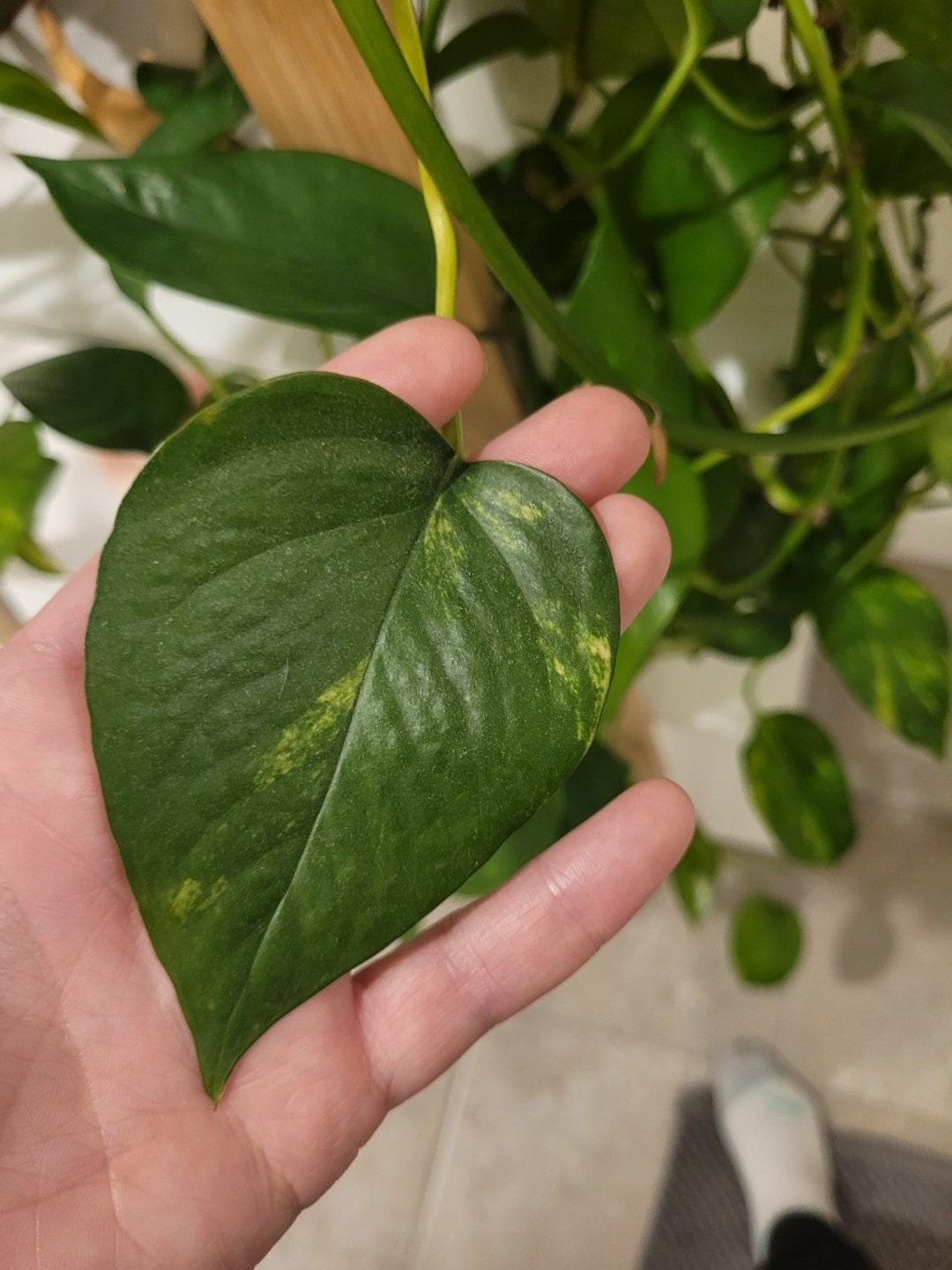 Golden Potho, Epipremnum Aureum, Pothos, Houseplant, Live Plant - Etsy