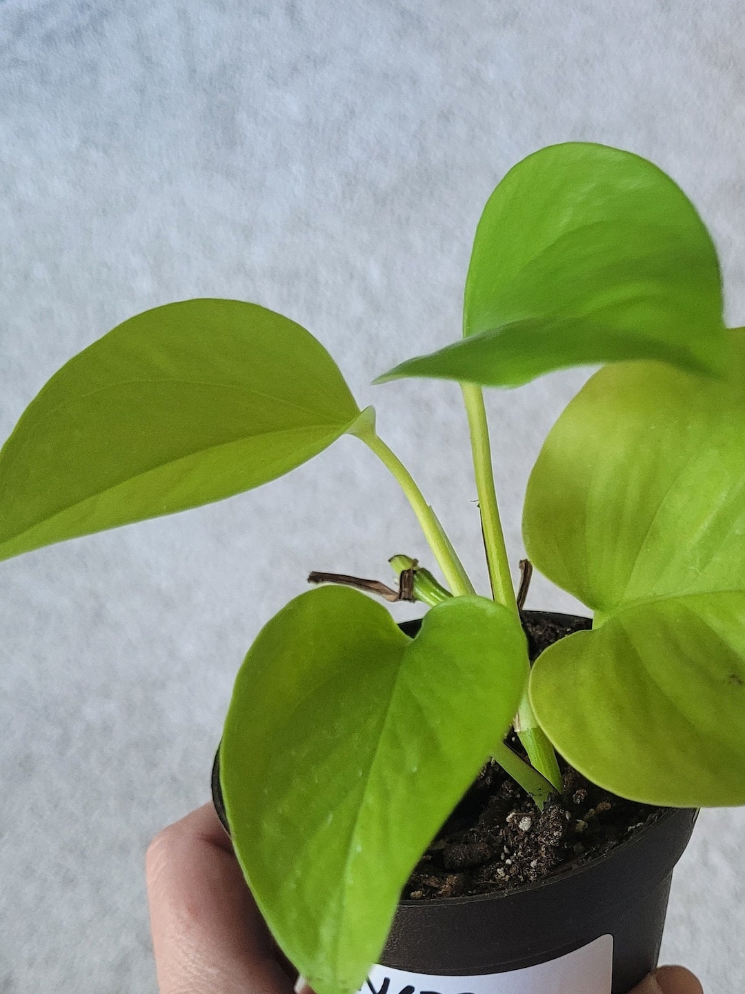 Neon Potho, Pothos, Houseplant, Live Plant - Etsy