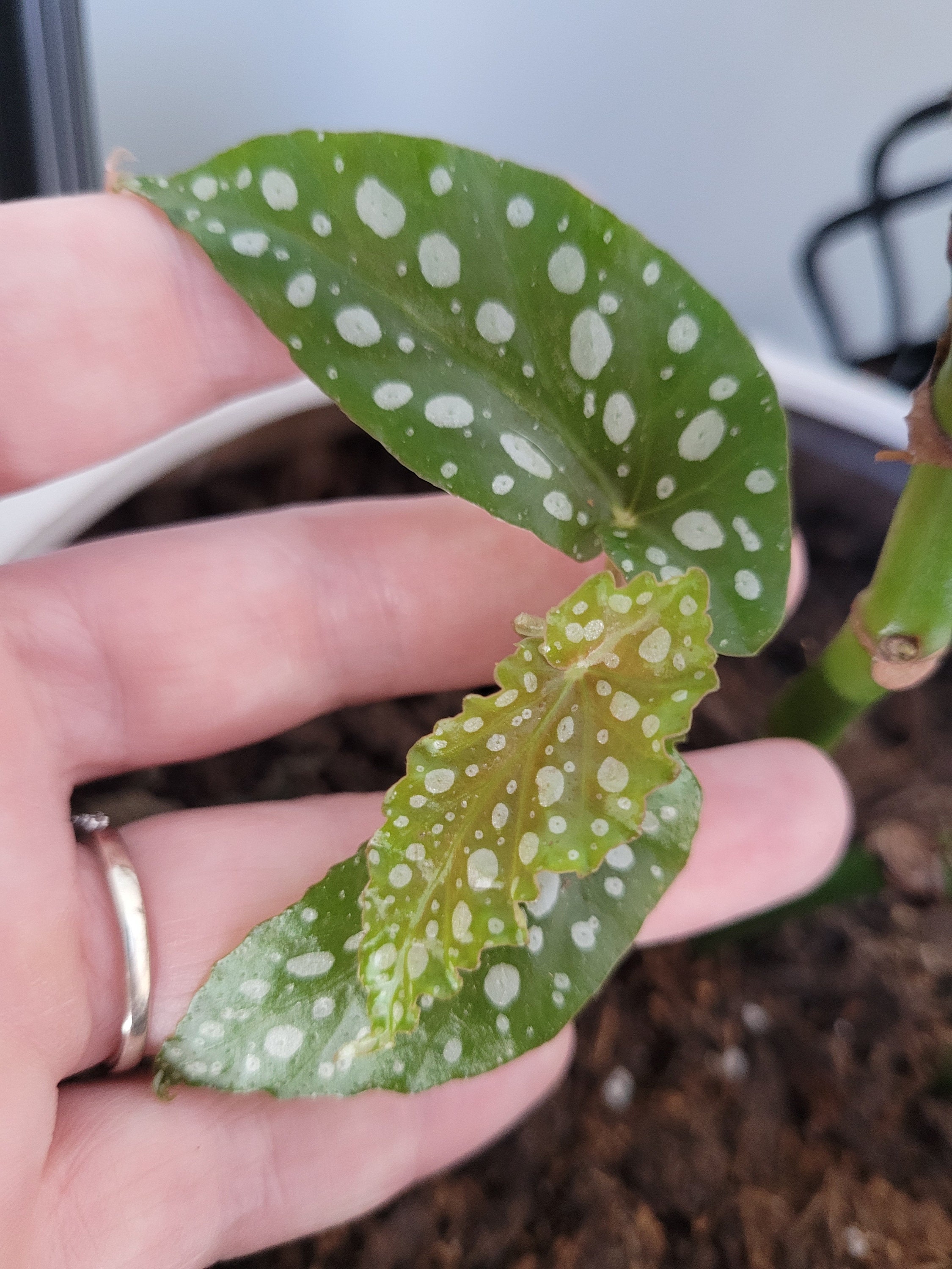 Polka Dot Begonia, Begonia Wightii, Live Plant, Houseplant - Etsy