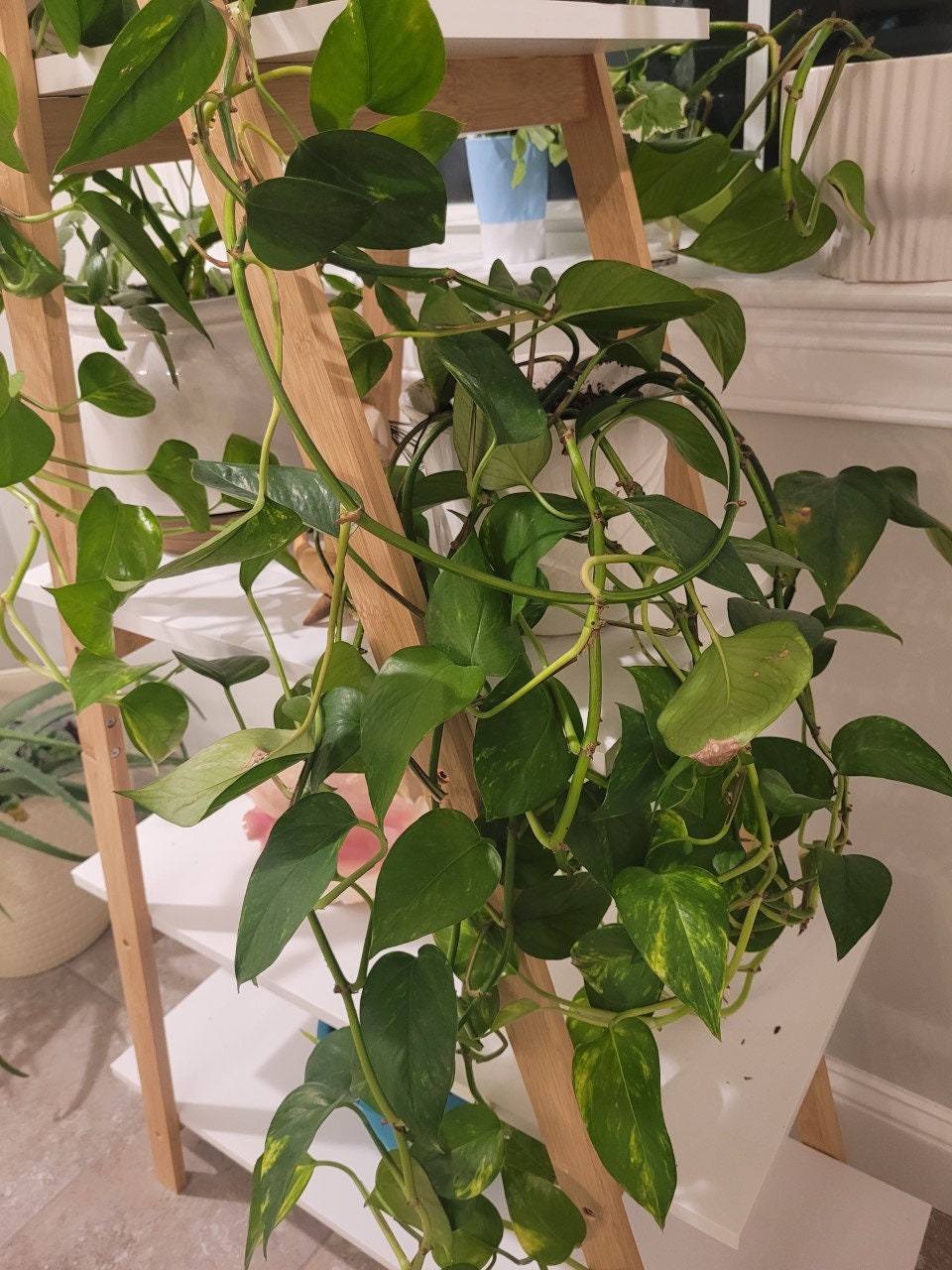 Golden Potho, Epipremnum Aureum, Pothos, Houseplant, Live Plant - Etsy