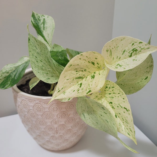 Pothos - Etsy
