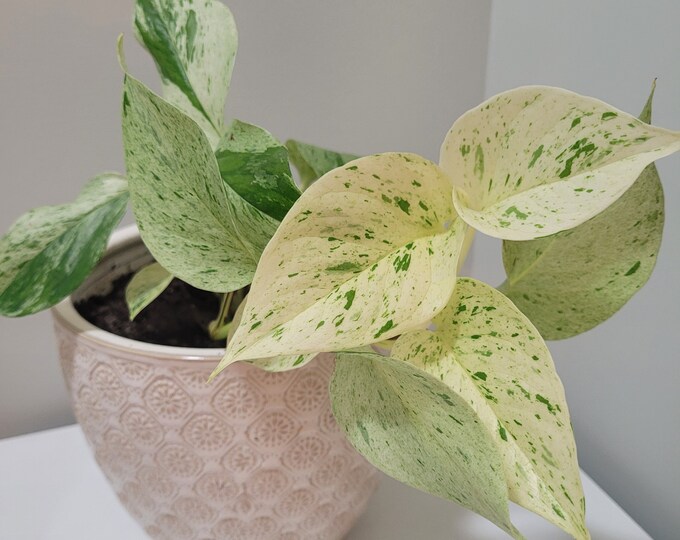 Variegated Pothos Live Plant Houseplant - Etsy