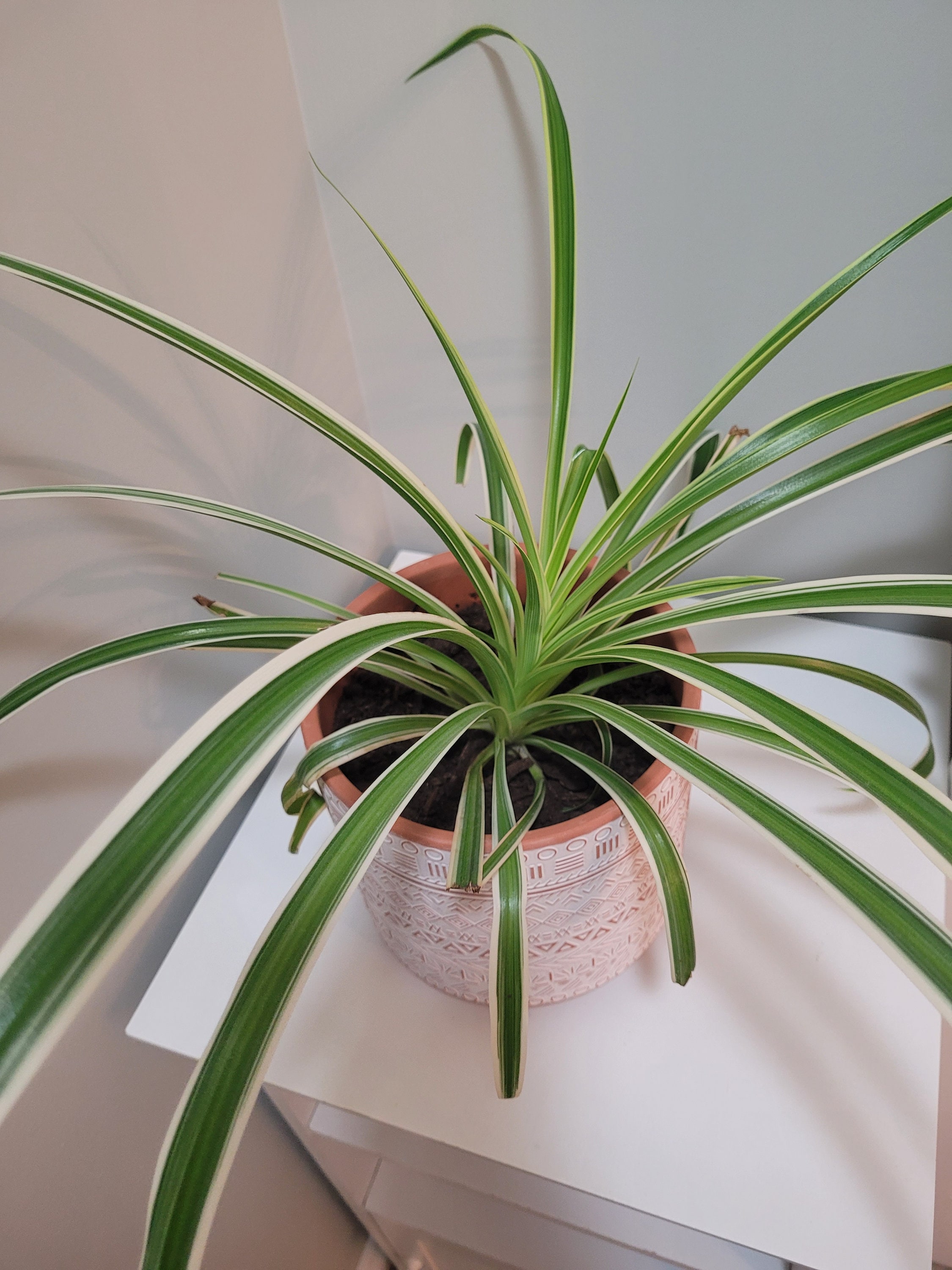 Reverse Spider Plant, Chlorophytum Comosum, Live House Plant - Etsy