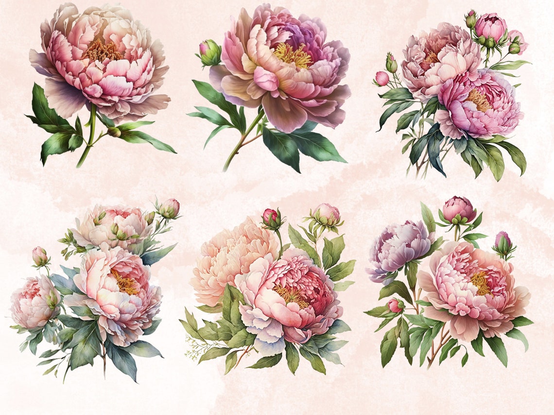 24 PNG Watercolor Pink Peonies Clipart Pink Peony Clip Art - Etsy
