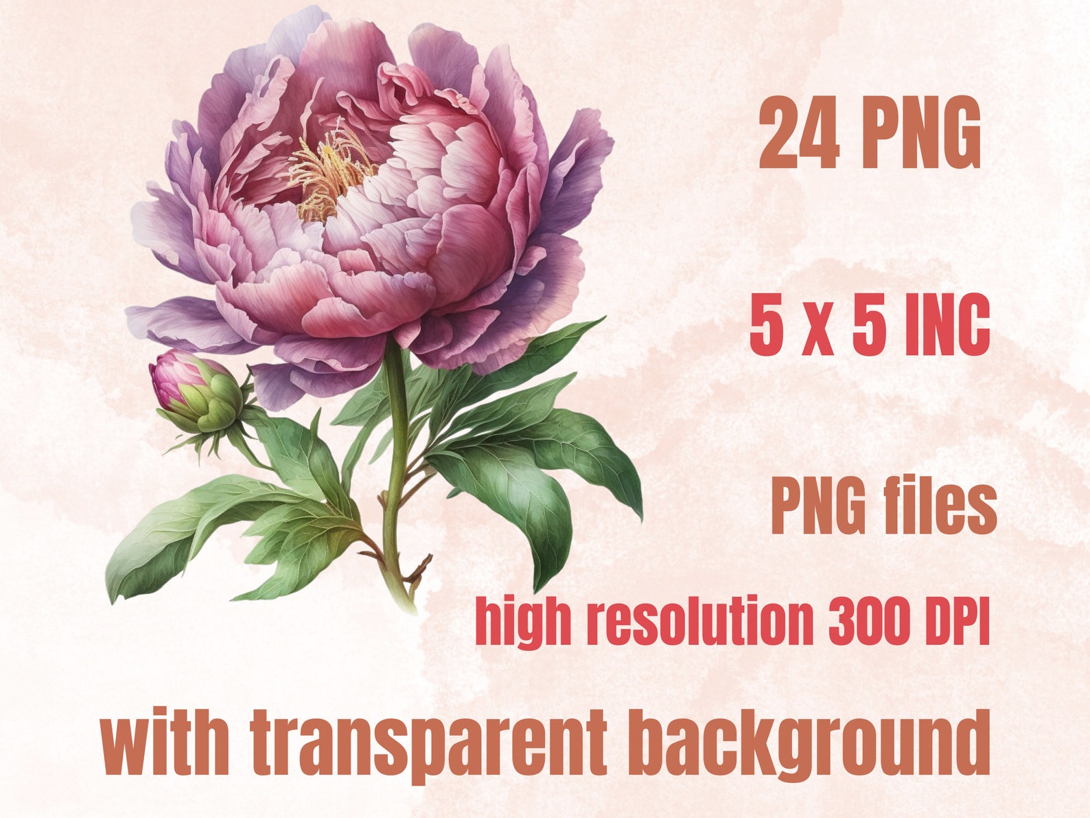 24 PNG Watercolor Pink Peonies Clipart, Pink Peony Clip Art Bundle ...