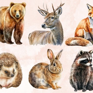 28 PNG Watercolour Woodland Animals Clipart Bundle, Forest Elements ...