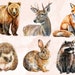 28 PNG Watercolour Woodland Animals Clipart Bundle, Forest Elements ...